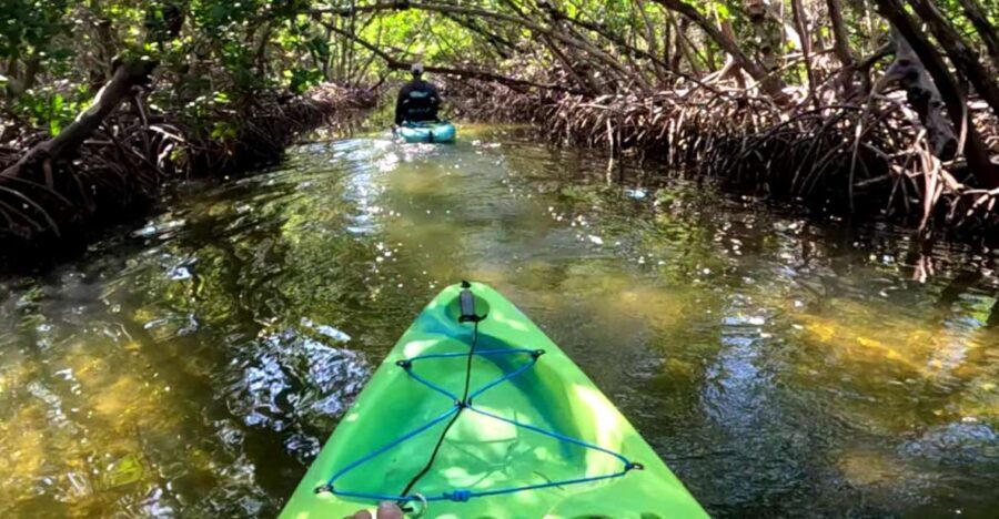 Bradenton: Guided Pedal Kayak Tour - The Itinerary in Detail