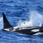 Bremer Bay Orca Experience - What’s Included and What You Should Know