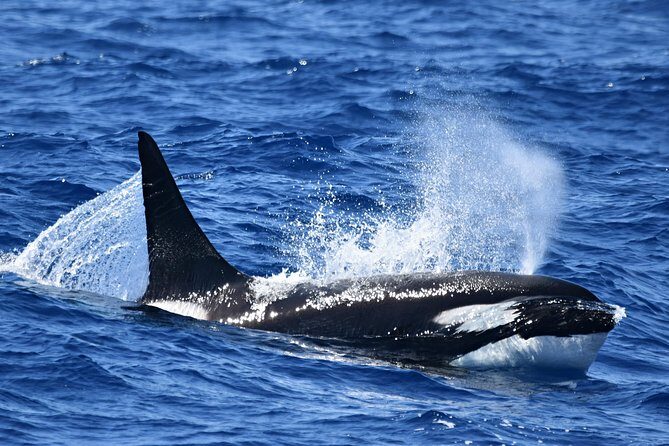 Bremer Bay Orca Experience - What’s Included and What You Should Know