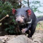 Brisbane: Lone Pine Koala Sanctuary Day Pass - What to Expect at Lone Pine Koala Sanctuary