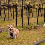 Brisbane: Picnic in the Vines - Analyzing the Value
