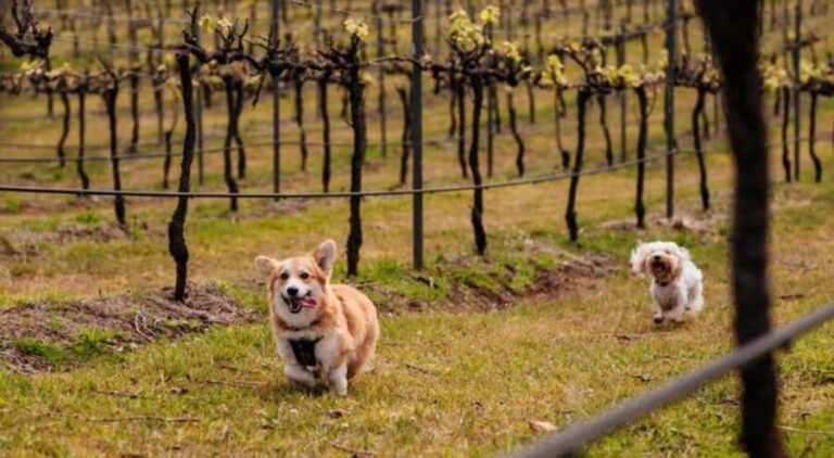 Brisbane: Picnic in the Vines - Analyzing the Value