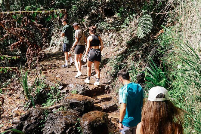 Brisbane: Springbrook 7 Waterfalls and Natural Bridge Day Tour - Why This Tour Stands Out