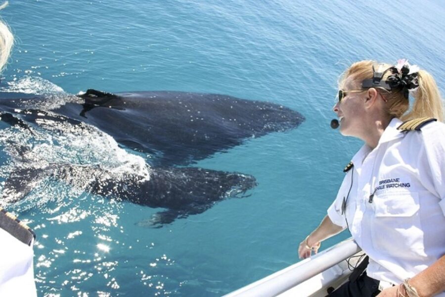 Brisbane: Whale Watching Cruise with Lunch - What You Can Expect on This Whale Watching Cruise