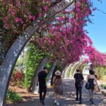 Brisbane's Popular Sights in Half Day VIP Private Tour - What the Tour Includes