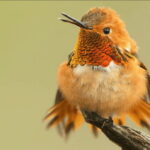British Columbia: Bird Watching and Photography Tour - Who Will Love This Tour?