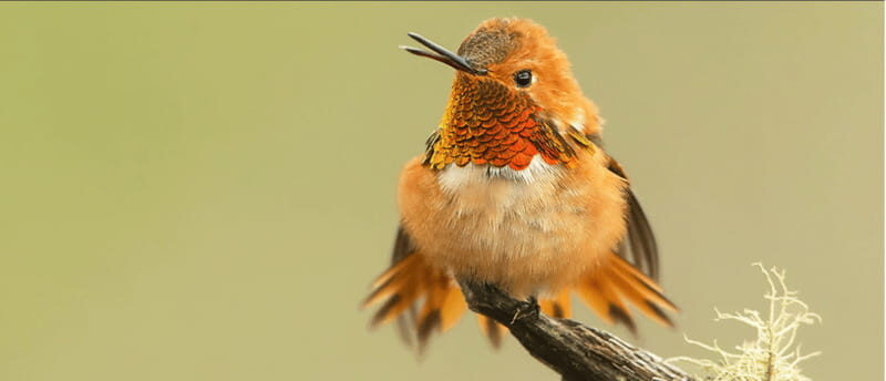 British Columbia: Bird Watching and Photography Tour - Who Will Love This Tour?