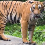 Bronx Zoo Admission Ticket - FAQ