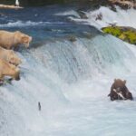 Brooks Falls Bear Viewing - What Makes This Tour Special