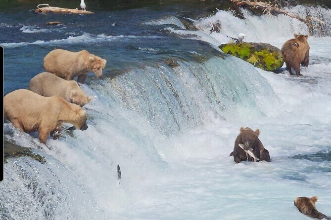 Brooks Falls Bear Viewing - What Makes This Tour Special
