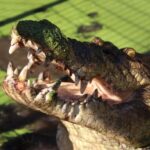 Broome: Malcolm Douglas Crocodile Park Tour with Transfers - A Practical Guide to the Broome Crocodile Park Tour