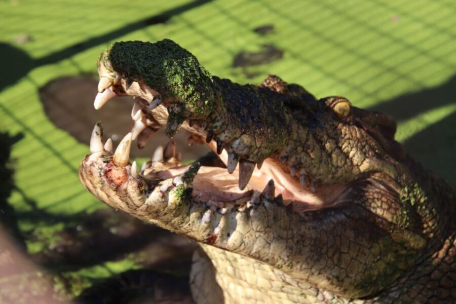 Broome: Malcolm Douglas Crocodile Park Tour with Transfers - A Practical Guide to the Broome Crocodile Park Tour