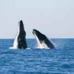 Broome: Whale Watching & Sunset Cruise - In The Sum Up
