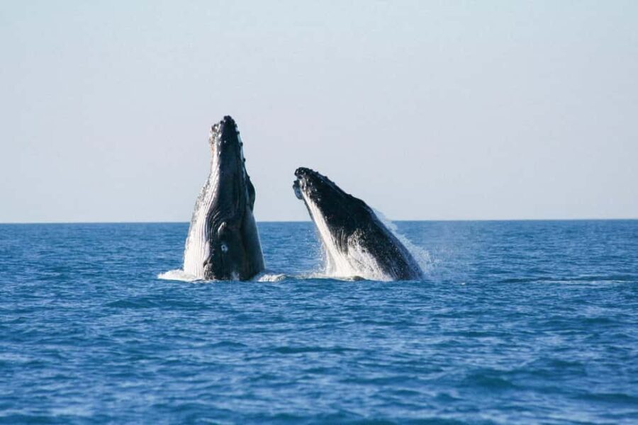 Broome: Whale Watching & Sunset Cruise - In The Sum Up