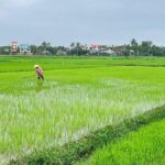 Buffalo Riding and basket boat tour from Da Nang/ Hoi An - The Itinerary in Detail