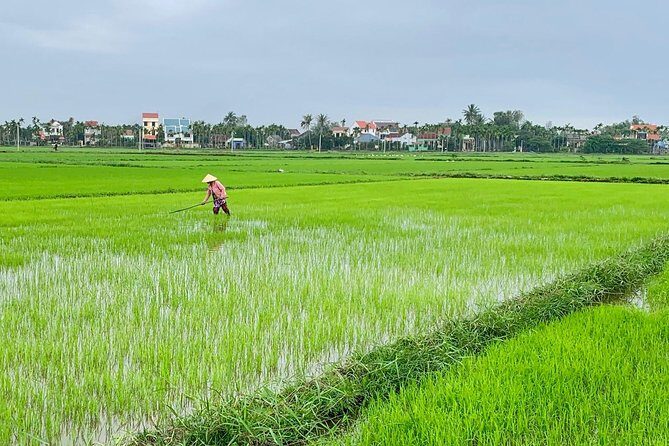 Buffalo Riding and basket boat tour from Da Nang/ Hoi An - The Itinerary in Detail