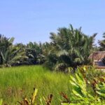 Buffalo Riding, Basket Boat Tour And Cooking Class - FAQs