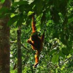 Bukit Lawang Full Day Jungle Trek - Practical Tips for Travelers