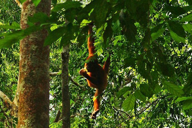 Bukit Lawang Full Day Jungle Trek - Practical Tips for Travelers