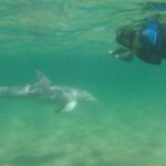 Bunbury: Swim with Dolphins Tour - Who Is This Tour Best For?