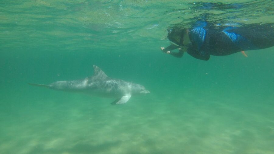 Bunbury: Swim with Dolphins Tour - Who Is This Tour Best For?