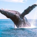 Bundaberg: Whale Watching Sightseeing Cruise with Lunch - What Reviewers Say
