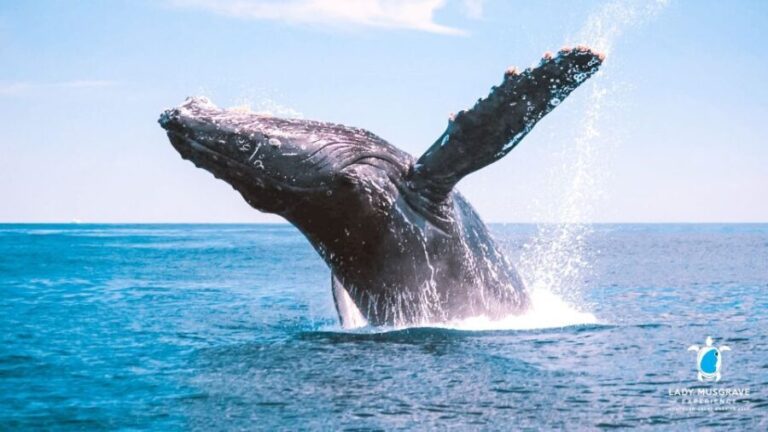 Bundaberg: Whale Watching Sightseeing Cruise with Lunch - What Reviewers Say