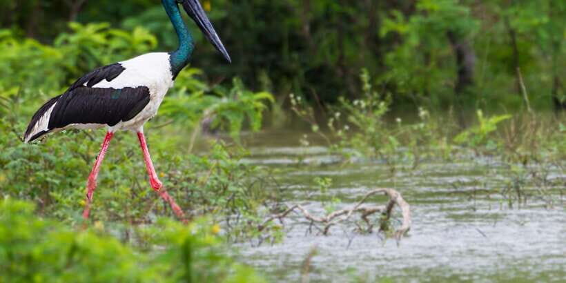 Bundala National Park Safari - Birding Paradise Tour - Who Will Enjoy This Safari?