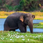 Bundala National Park Safari from Hikkaduwa - What Visitors Say