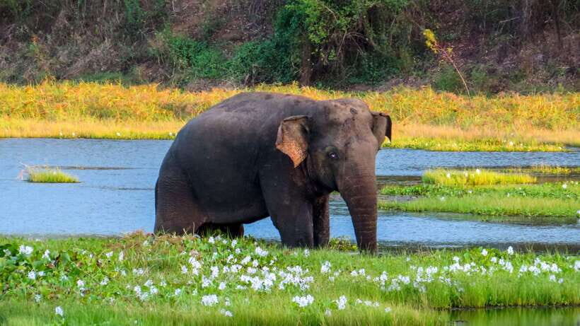 Bundala National Park Safari from Hikkaduwa - What Visitors Say