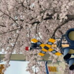 Busan Cherry Blossom Private Day Tour in Jinhae Gyeonghwa Station - Authentic Reviews and Traveler Experiences