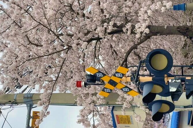 Busan Cherry Blossom Private Day Tour in Jinhae Gyeonghwa Station - Authentic Reviews and Traveler Experiences