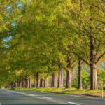 Busan: Damyang Juknokwon Bamboo Forest & Metasequoia Road - A Closer Look at the Itinerary
