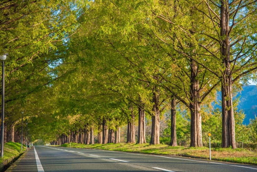 Busan: Damyang Juknokwon Bamboo Forest & Metasequoia Road - A Closer Look at the Itinerary