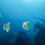 Busselton / Dunsborough : HMAS Swan Wreck Scuba Dive - The Experience in Detail