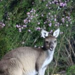 Busselton: Nocturnal Animal Tour - The Experience — Value and Practical Tips