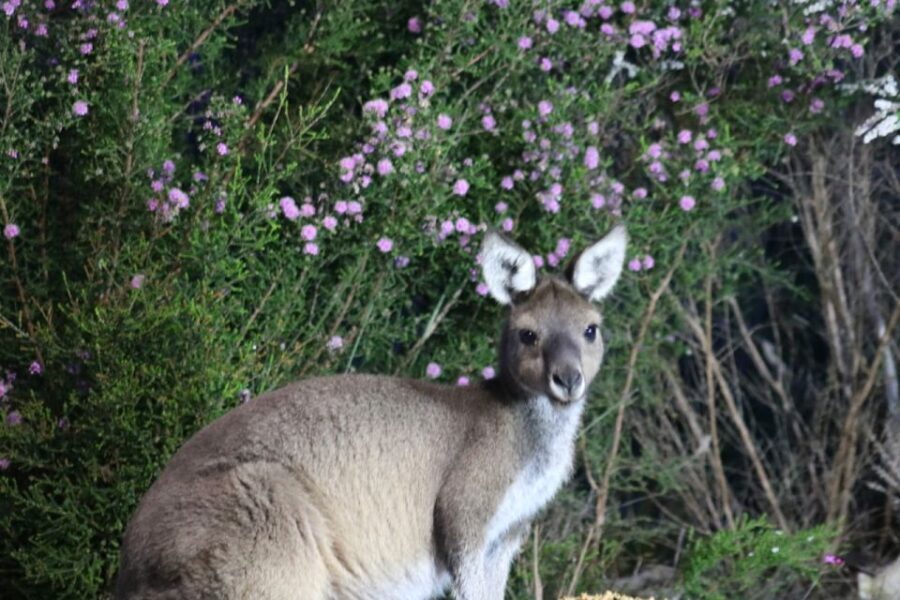 Busselton: Nocturnal Animal Tour - The Experience — Value and Practical Tips