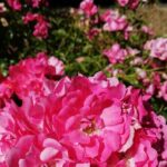 Butchart Gardens and City Private Tour - Exploring the Tour: A Step-by-Step Breakdown