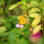 Butterfly Sanctuary Guided Tour in Puerto Vallarta - Who Should Consider This Tour?