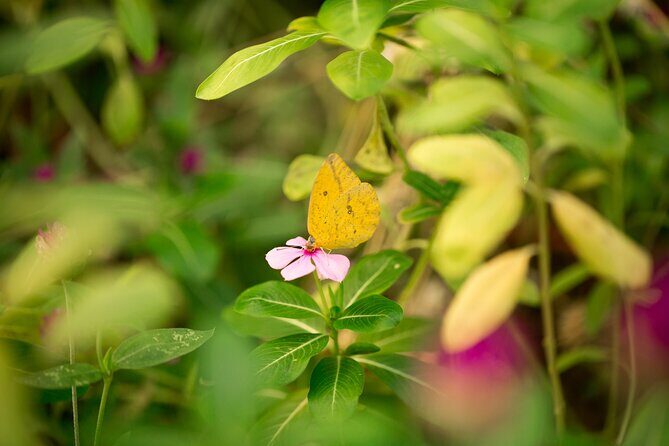 Butterfly Sanctuary Guided Tour in Puerto Vallarta - Who Should Consider This Tour?