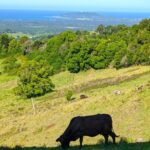 Byron Bay and Bangalow from Gold Coast - Final Thoughts: Who Will Love This Tour?