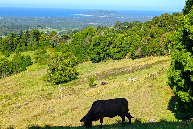 Byron Bay and Bangalow from Gold Coast - Final Thoughts: Who Will Love This Tour?