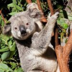 Byron Bay and Currumbin Wildlife Sanctuary Day Tour - The Sum Up
