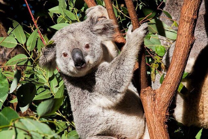 Byron Bay and Currumbin Wildlife Sanctuary Day Tour - The Sum Up