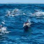 Byron Bay: Cruise with Dolphins Tour - The Value of the Experience