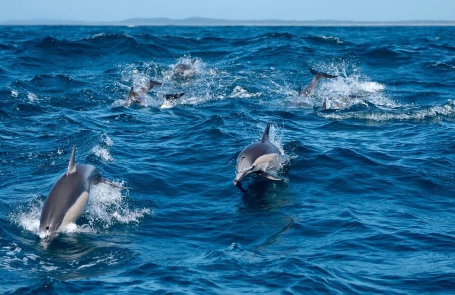 Byron Bay: Cruise with Dolphins Tour - The Value of the Experience