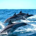 Byron Bay Dolphin Tour - Ocean Safari - Authentic Insights from Travelers