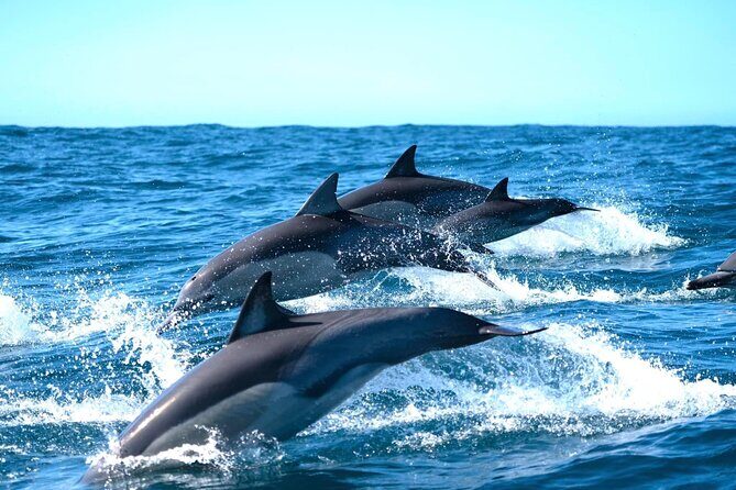 Byron Bay Dolphin Tour - Ocean Safari - Authentic Insights from Travelers