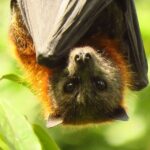 Byron Bay: Full-Day Wildlife Safari - Why This Tour Works Well