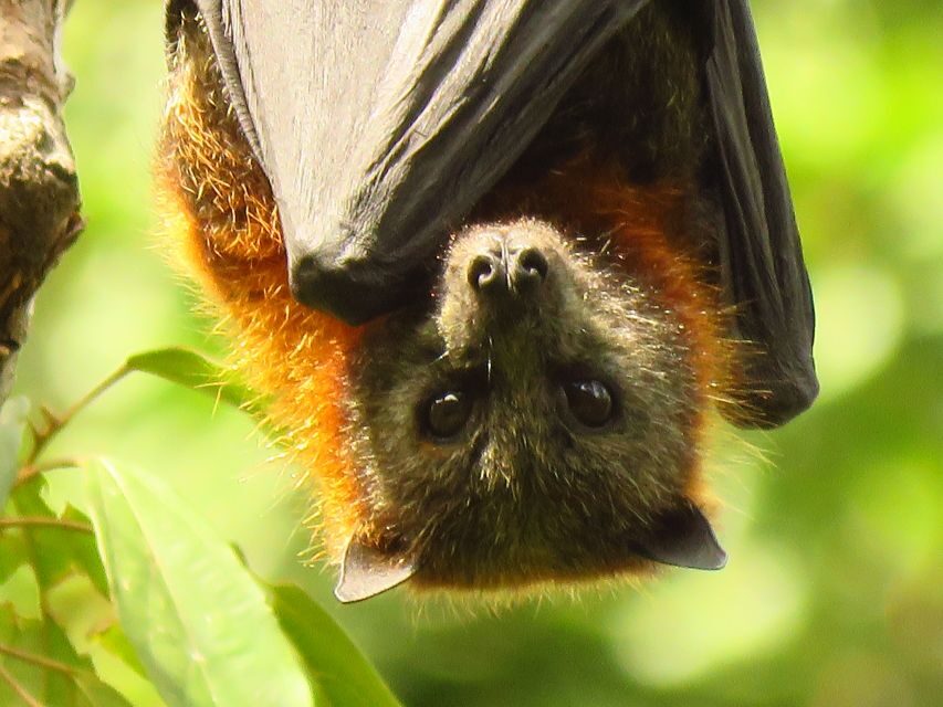 Byron Bay: Full-Day Wildlife Safari - Why This Tour Works Well
